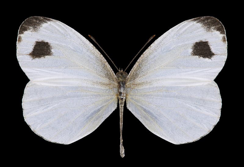 Leptosia Nina , the Psyche Butterfly , Butterflies of Sri Lanka Stock ...