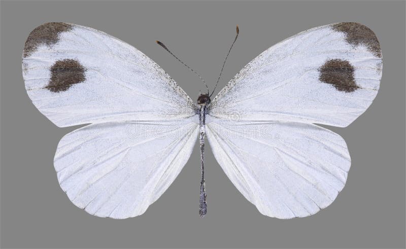 Leptosia Nina , the Psyche Butterfly , Butterflies of Sri Lanka Stock ...