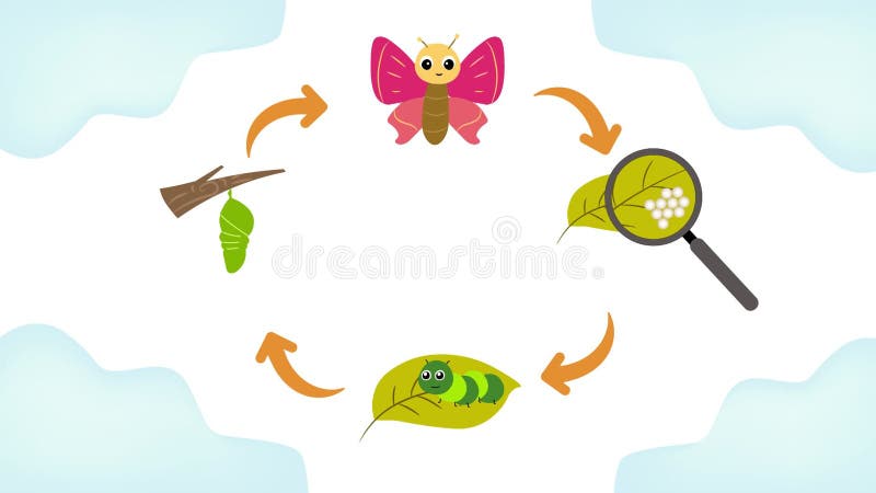 Butterfly Life Cycle Animation Stock Video - Video of insect, animation ...