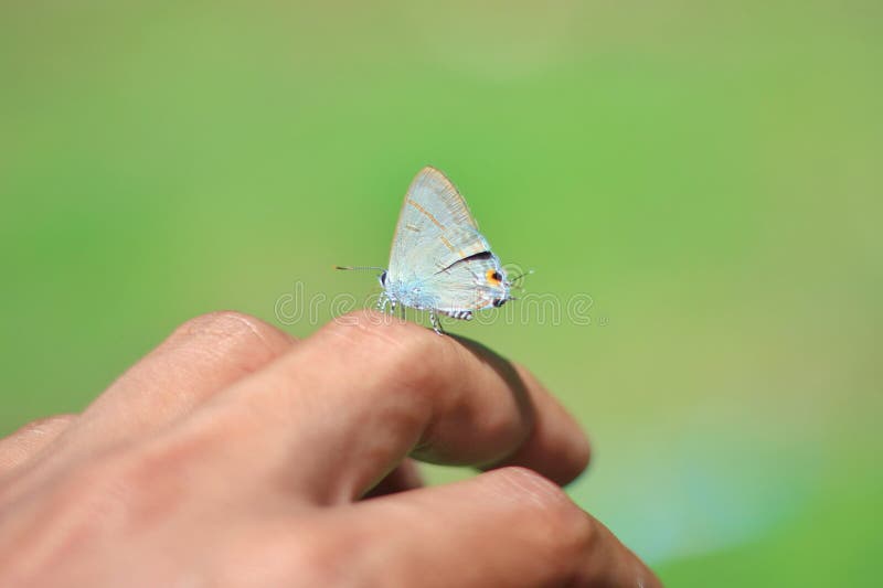 Butterfly-like with 2 Heads, Silver Wings, Yellow Stripes Stock Image ...