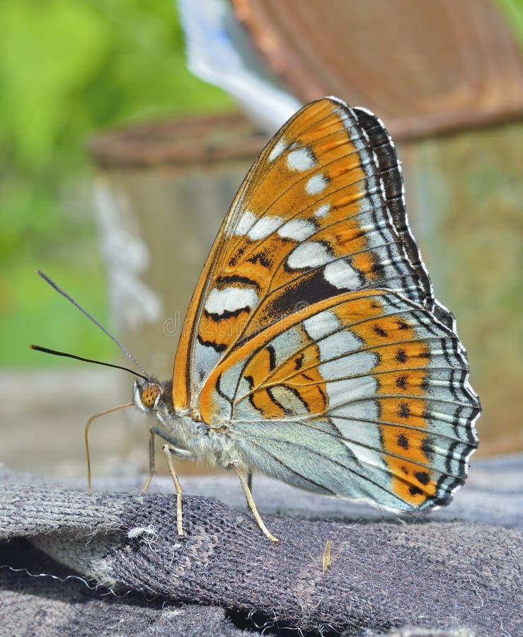 Butterfly (Limenitis Populi Ussuriensis) 1 Stock Photo - Image of ...