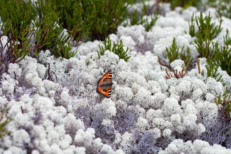 Linchen stock photo. Image of 1950, actor, evening, engine - 51507614
