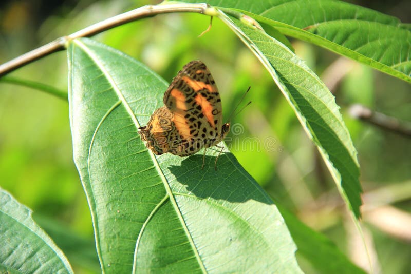 Butterfly on a Lives. stock image. Image of butterfly - 39627029