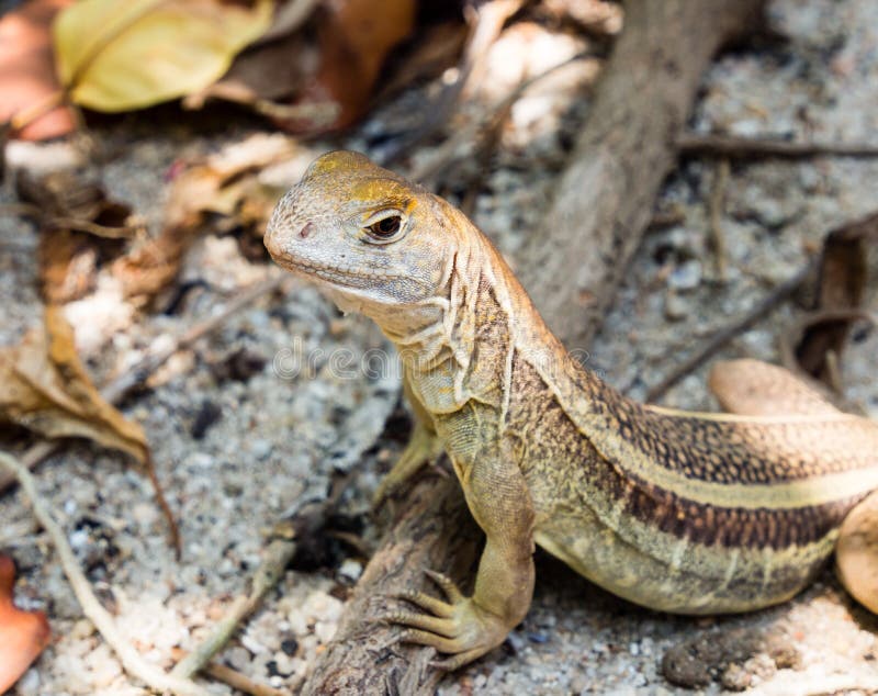 Butterfly Lizard on a Beach in Vietnam Stock Photo - Image of ...
