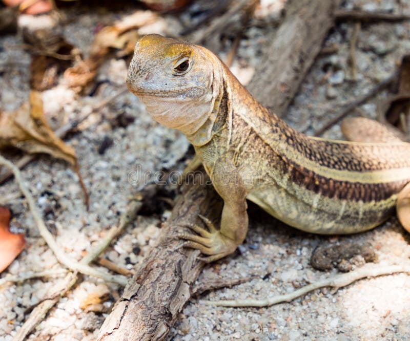 Butterfly Lizard on a Beach in Vietnam Stock Photo - Image of ...
