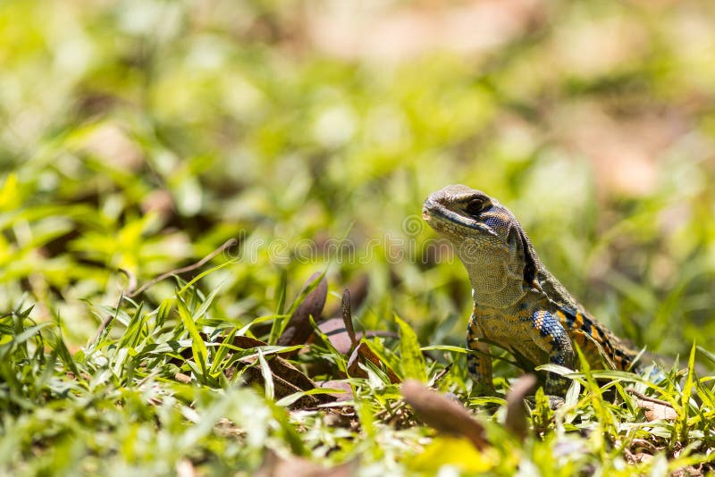 Butterfly Lizard. stock photo. Image of nature, alone - 79118080