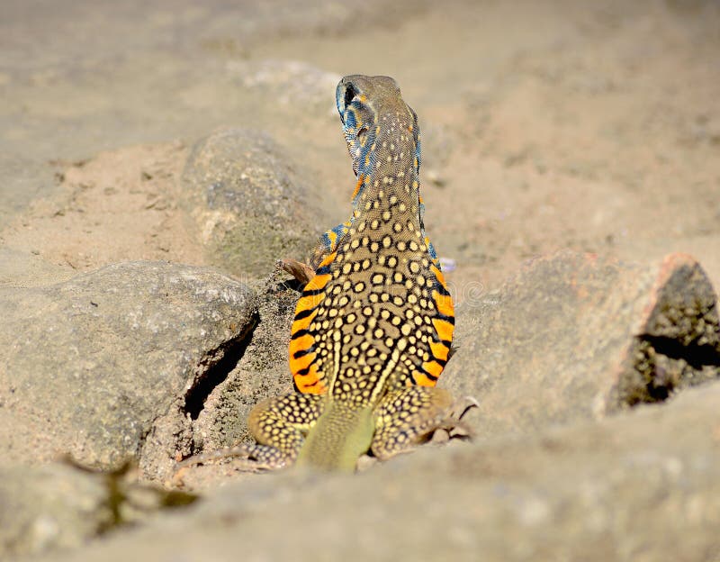 Butterfly lizard on ground stock photo. Image of fierce - 45674406