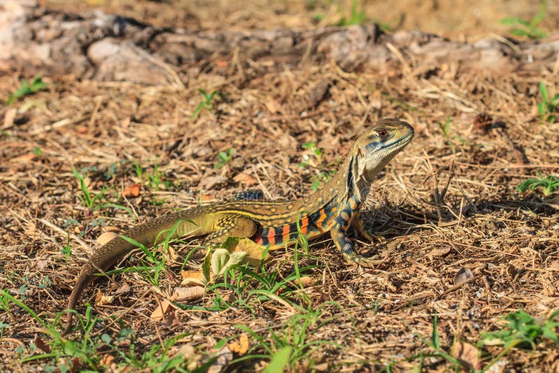 Butterfly Lizard(Leiolepidinae) in Nature Stock Photo - Image of ...