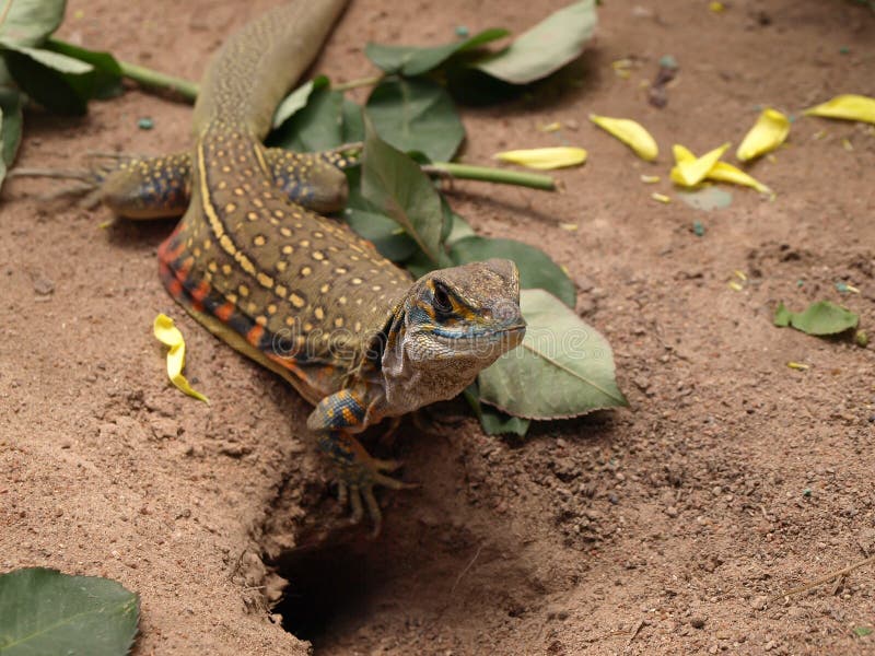 Butterfly lizard on nature stock photo. Image of prepare - 53684892