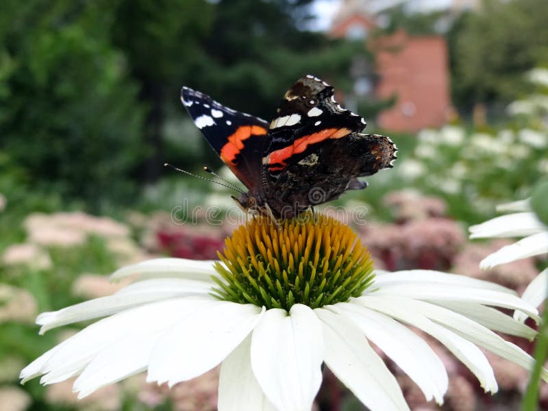 Butterfly stock image. Image of color, macro, green, nature - 94752471