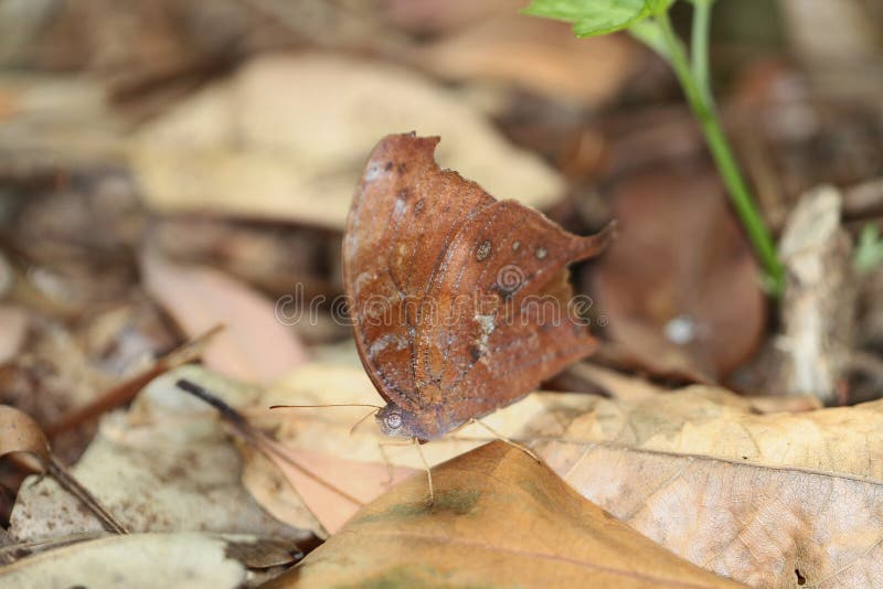 A Butterfly that Looks Like a Dry Dead Leaf Stock Image - Image of ...