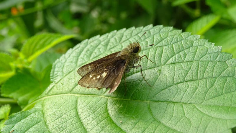 A Butterfly Looks Very Calm and Comfortable Stock Image - Image of ...