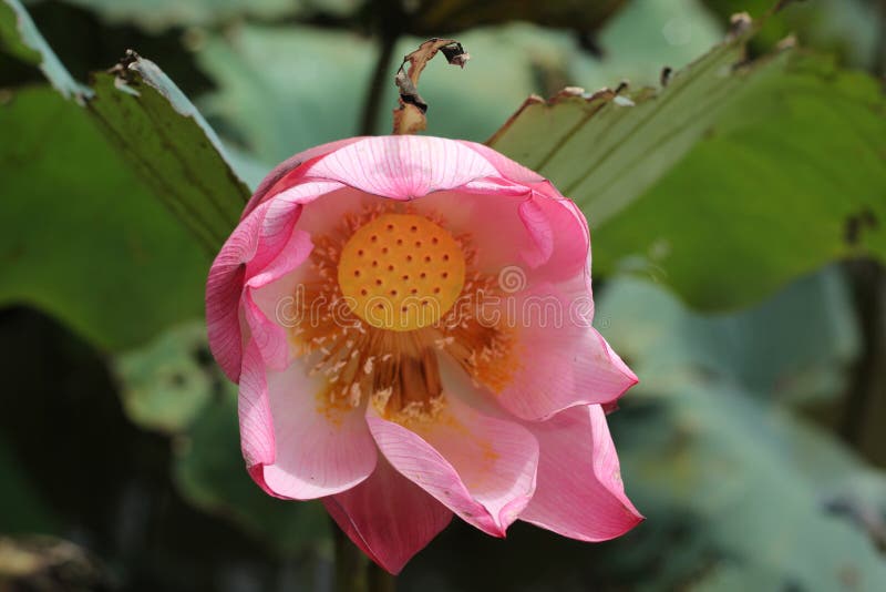A butterfly lotus stock image. Image of pistil, young - 132050693