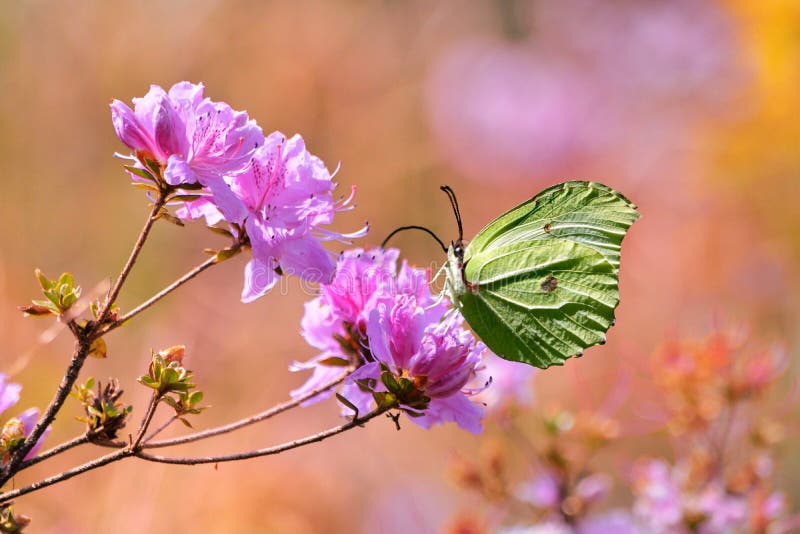 Butterfly Love / Lysandra Coridon Stock Image - Image of butterfly ...