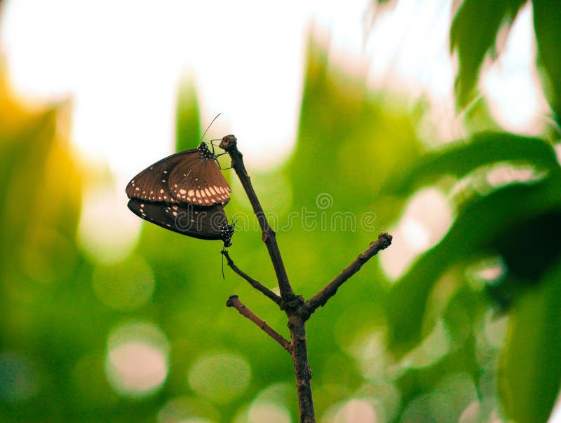 Butterfly love stock image. Image of love, butterfly - 113171897
