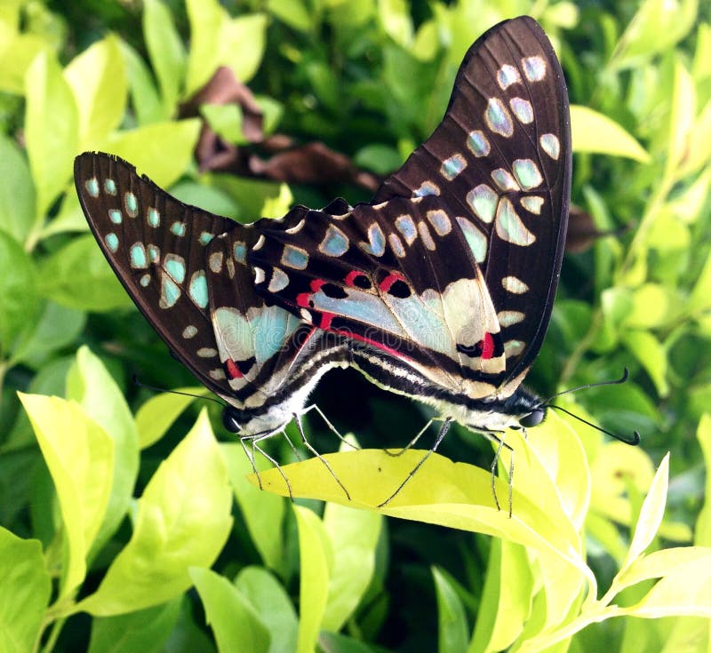 Butterfly love stock photo. Image of butterfly, leaf - 48447932