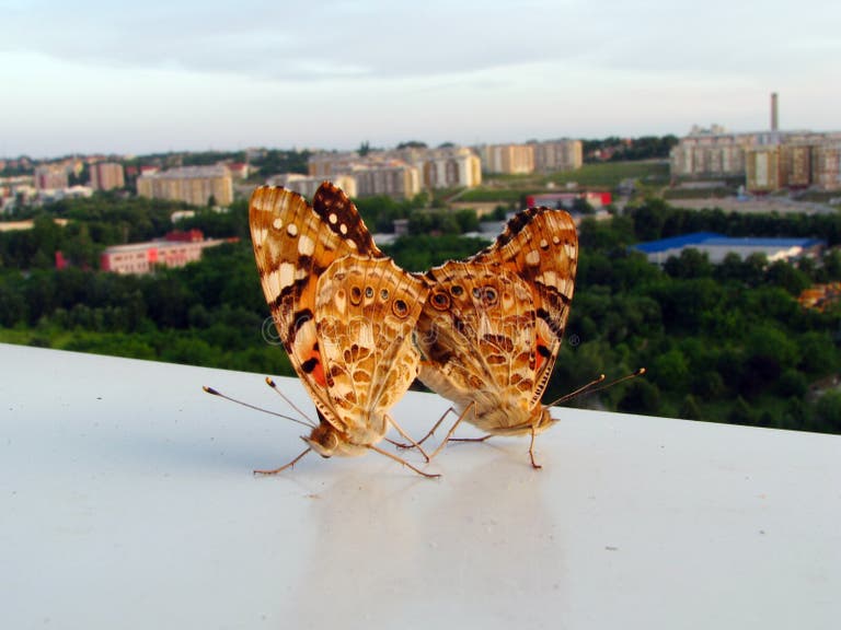 248 Butterfly Hug Stock Photos - Free & Royalty-Free Stock Photos from ...