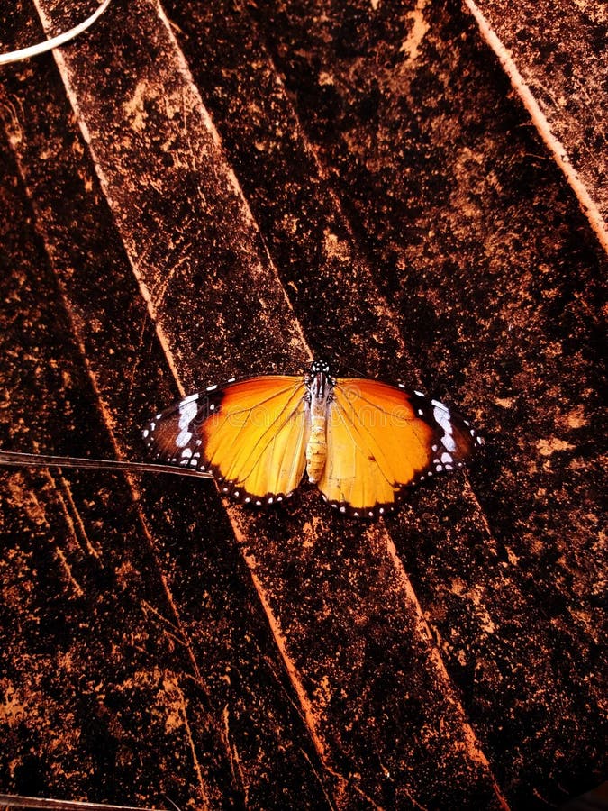 Butterfly..lstructure Colour W Stock Image - Image of beaut ...