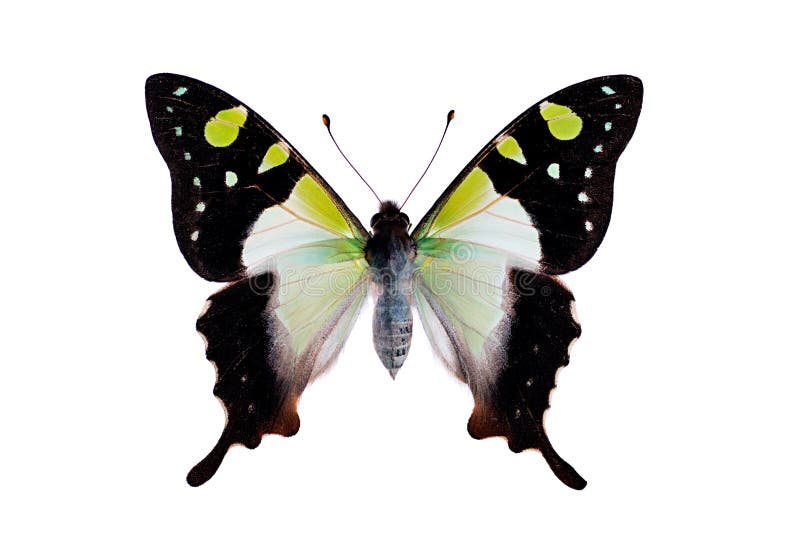 Butterfly - Macleays Swallowtail Stock Photo - Image of butterfly ...