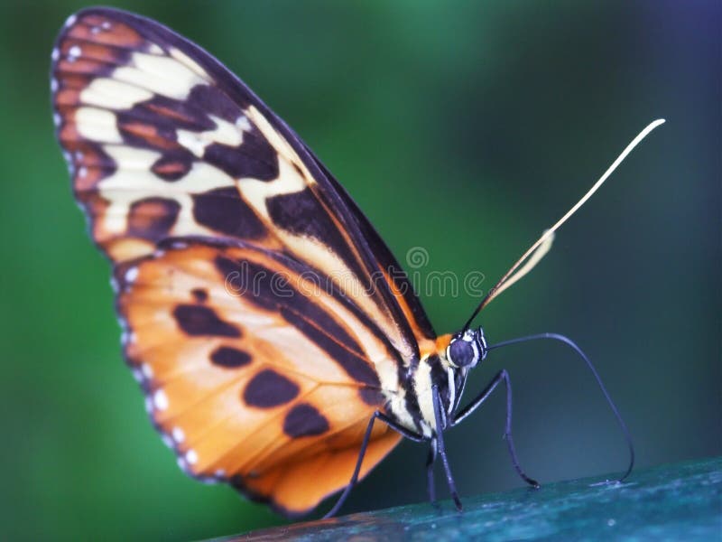 Butterfly macro #2 stock image. Image of colorfull, pollum - 55091