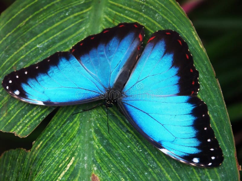 Butterfly macro #3 stock image. Image of leaf, wings, insect - 57287