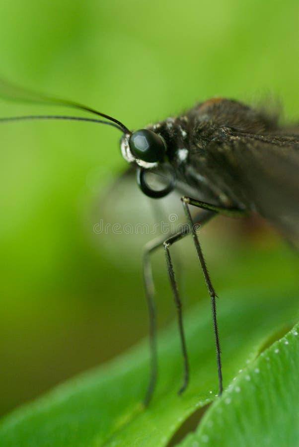 Butterfly macro stock photo. Image of close, butterfly - 5068228