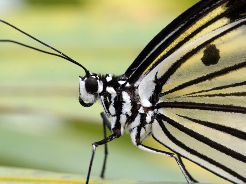 Butterfly macro x stock image. Image of wildlife, butterfly - 7164083