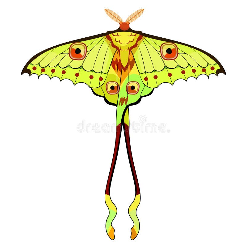 Butterfly Madagascar Comet Moth Moon. Vector Illustration Stock Vector ...