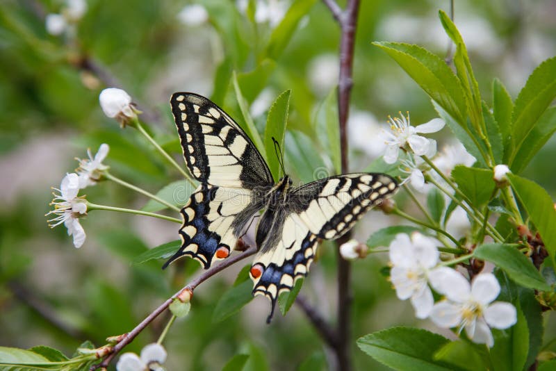 Butterfly Mahaon. Papilio Machaon 3 Stock Photo - Image of paws, tiger ...