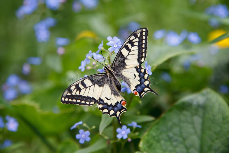 Butterfly Mahaon on a Blue Flower Stock Image - Image of lime ...