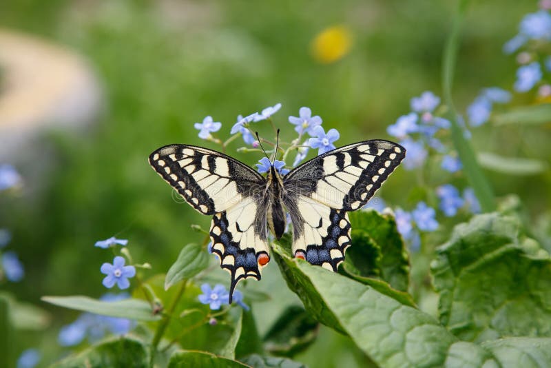 Butterfly Mahaon on a Blue Flower Stock Photo - Image of life, leaf ...