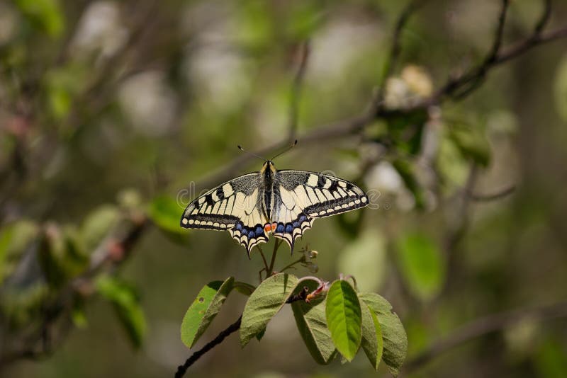 Butterfly mahaon closeup. stock image. Image of branch - 94860873