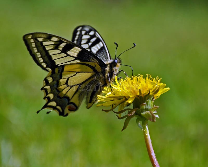 Butterfly Mahaon. Papilio Machaon Stock Photo - Image of insect, life ...