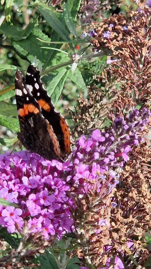 Butterfly Making the Most of the Fading Buddleia Flowers Stock Photo ...