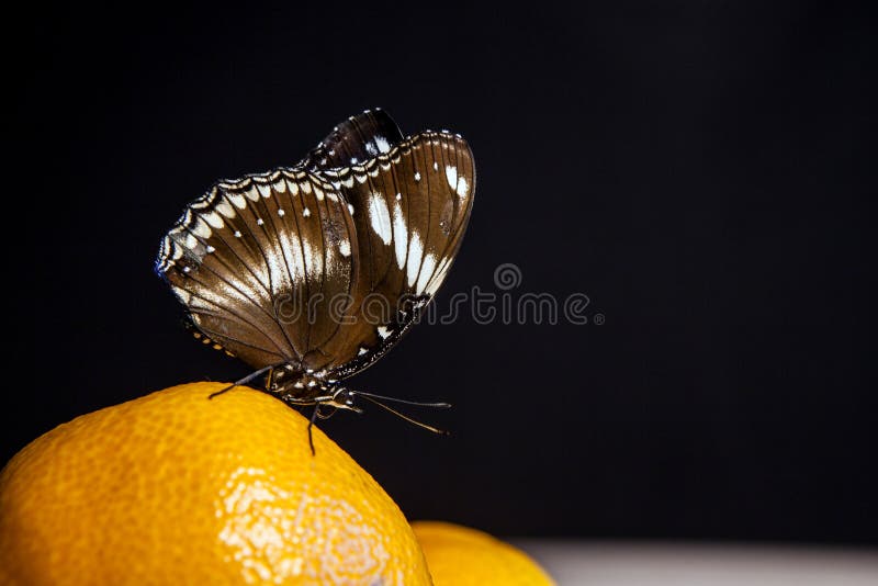 Butterfly Mandarin Dark Background Stock Photo - Image of juicy, alive ...