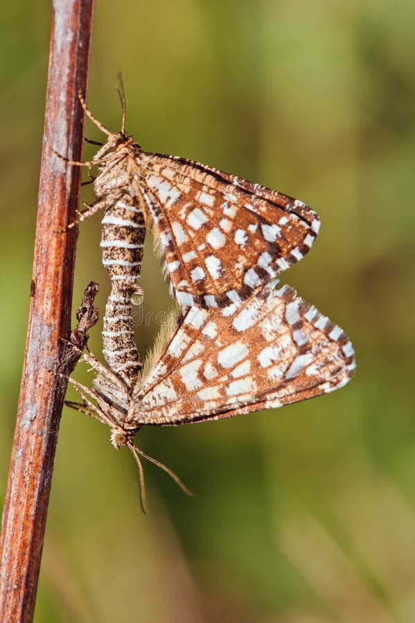 Butterfly Mating stock photo. Image of malvae, insect - 24730598
