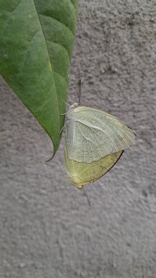 Butterfly mating time stock image. Image of nature, phyrante - 294004335
