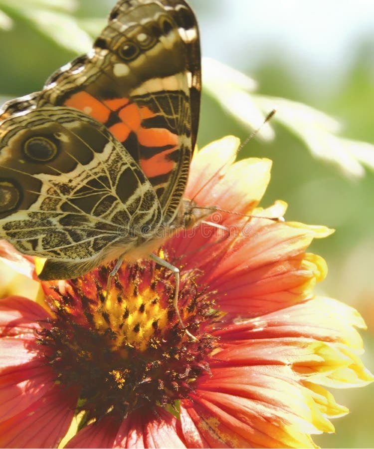 Close-up of a Butterfly on a Flower Stock Image - Image of metaphors ...