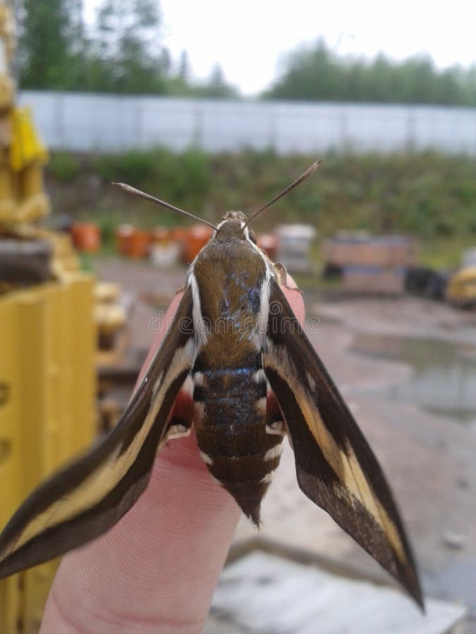 Butterfly 2 mini 2 wings stock image. Image of butterfly - 151958511