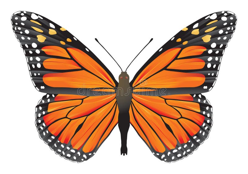 Monarch Butterfly Vector Illustration Stock Vector - Illustration of ... Monarch Butterfly Vector Illustration Stock Vector - Illustration of ...