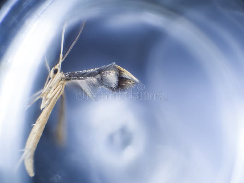 A Fly,close Up, Macro, Big Fly, Monster Insect, Front View Stock Photo ...