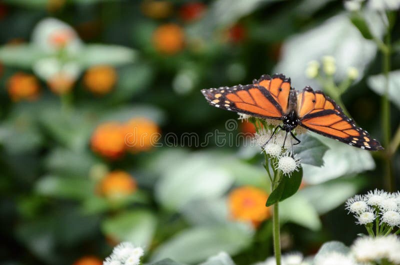 Butterfly monarch stock image. Image of garden, pure - 95160181