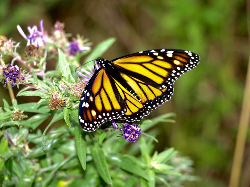Butterfly, Monarch Butterfly, Moths And Butterflies, Insect Picture ...