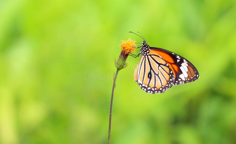 Butterfly stock photo. Image of plant, garden, cute, biology - 62888200