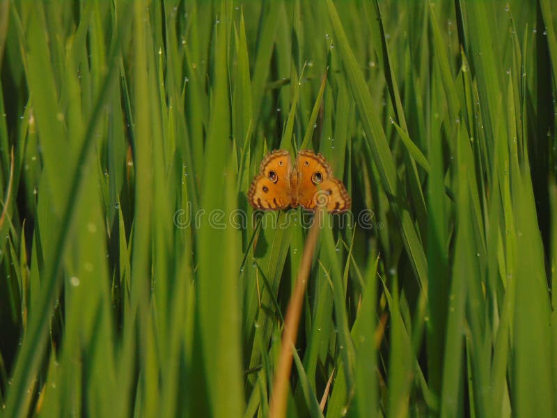 Butterfly in the Morning on the Rice Field Stock Photo - Image of ...