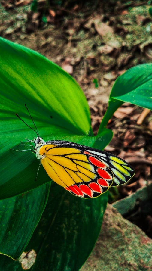 Beautiful Insects Wallpaper