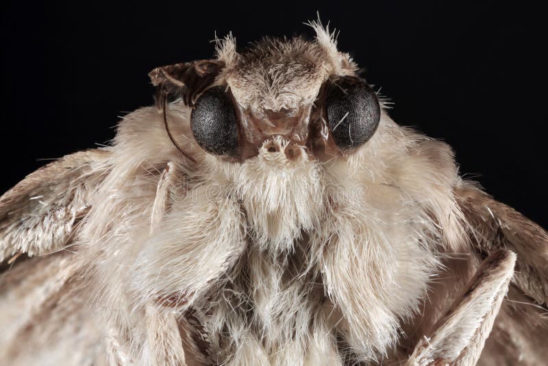Closeup of the Face of a Moth Stock Image - Image of focus, antenna ...