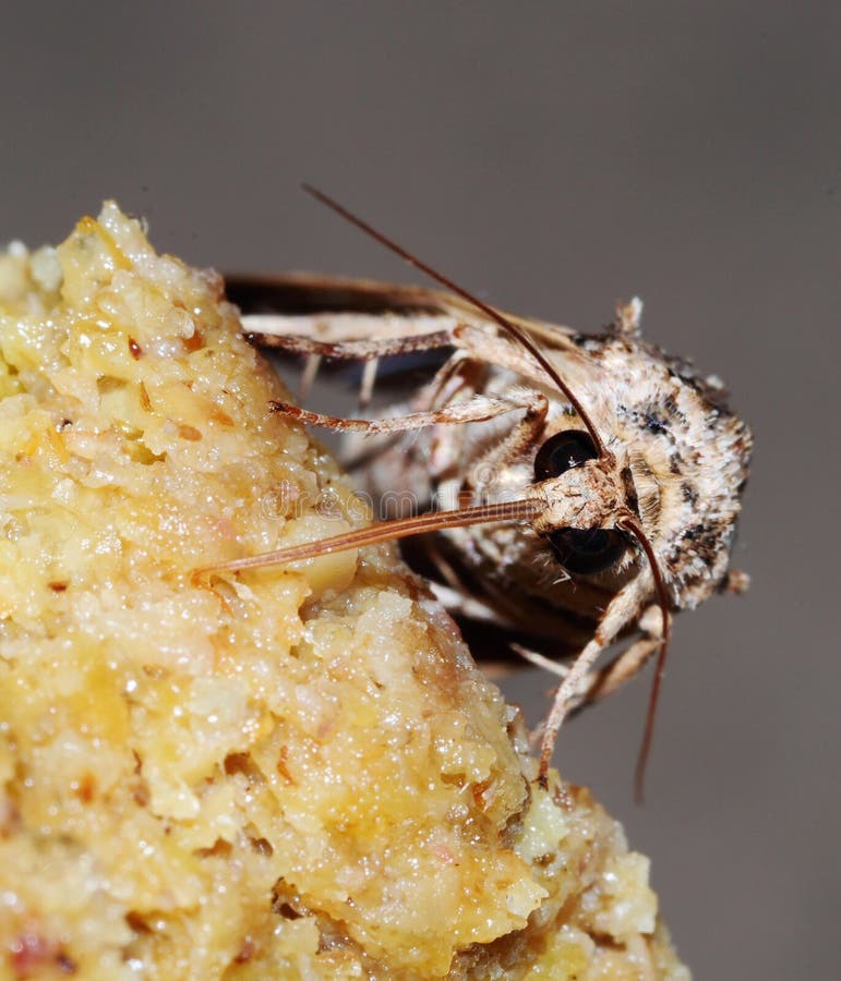 Butterfly Moth stock photo. Image of animal, stare, insect - 27180398