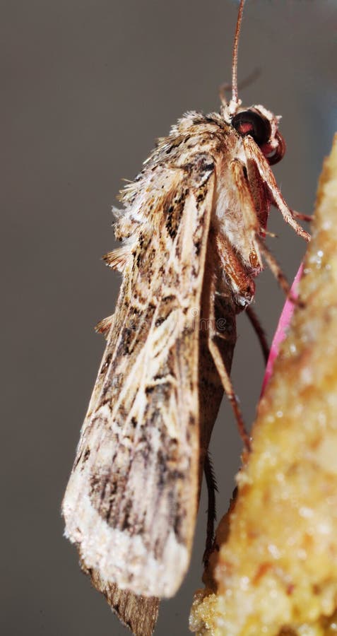 Metamorphosis of Small Tortoiseshell (Aglais Urticae) Stock Image ...