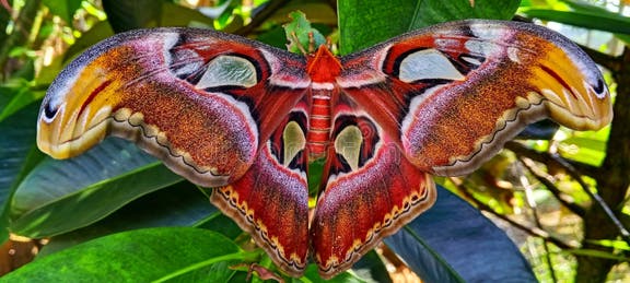 Butterfly on the Moth Moths Covered in the Tree Branches. Stock Photo ...